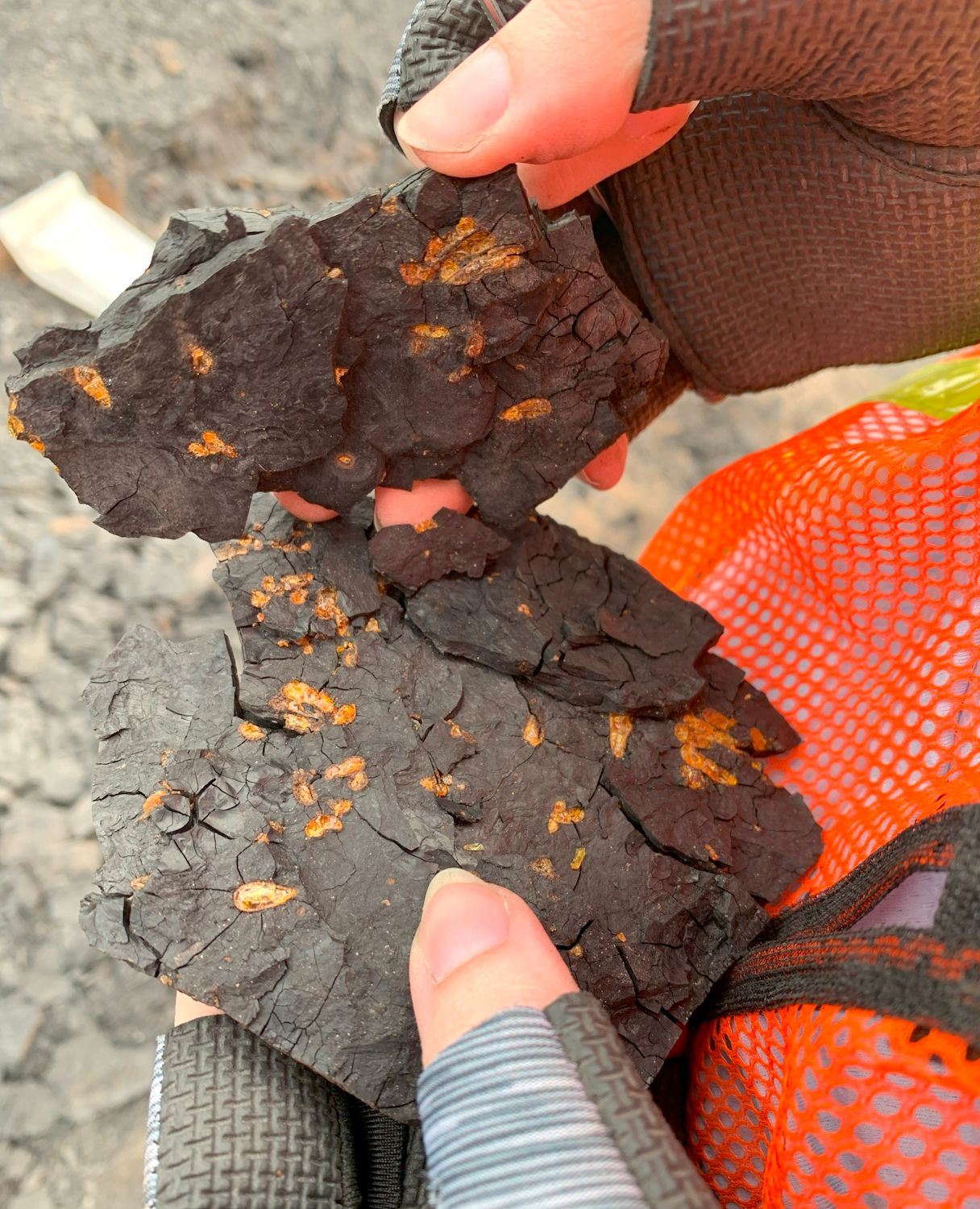 Estevan’s Ancient Amber sheds light on life after the dinosaurs - SwiftCurrentOnline.com - Local ...